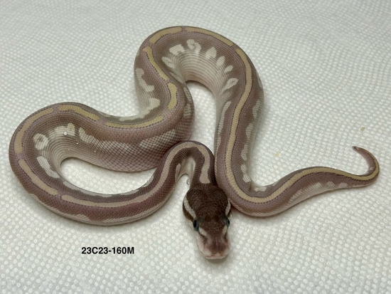 Mystic Potion Ball Python by John Chausmer Reptiles