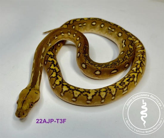 Phantom 66% Het Albino 50% Het Anery 31.25% Kalatoa Reticulated Python ...