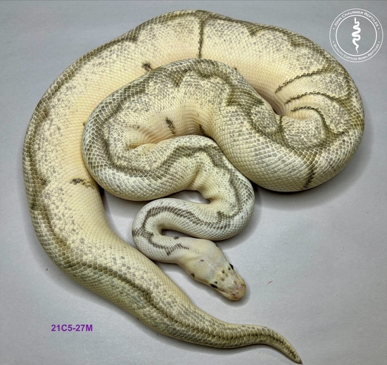 OD Killer Bee Clown Ball Python by John Chausmer Reptiles