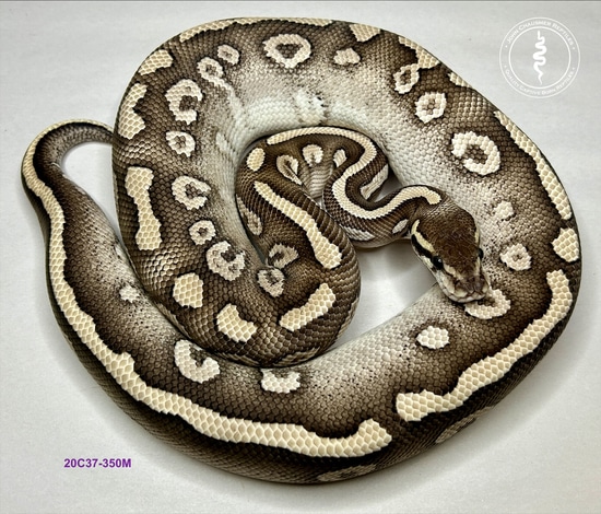Super Mystic Ball Python by John Chausmer Reptiles
