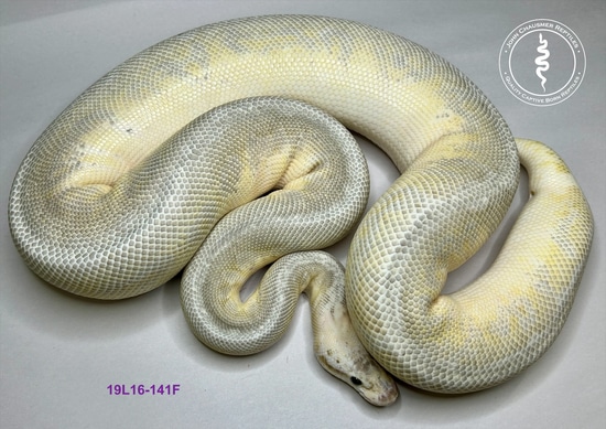 Silver Streak Queenbee Ball Python by John Chausmer Reptiles