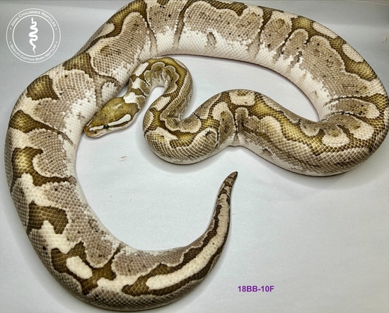 Bamboo Ball Python by John Chausmer Reptiles