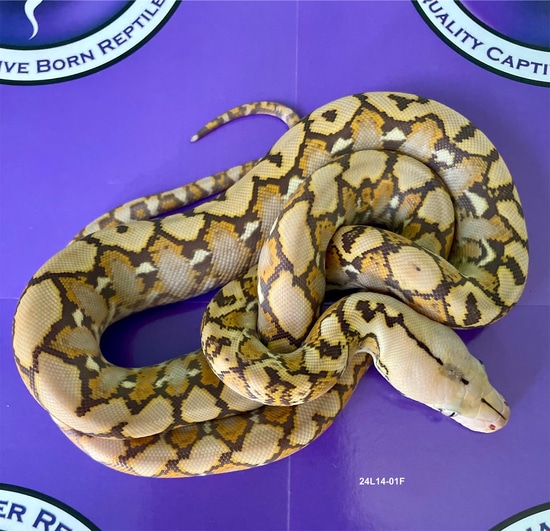 Dwarf Orange Glow 50% Het Anery - 25% Kalatoa/31.25% Jampea Reticulated ...