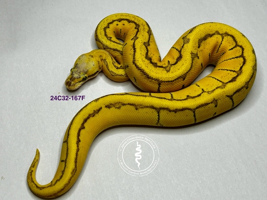 Firefly Orange Dream Pin Het Clown Ball Python by John Chausmer Reptiles