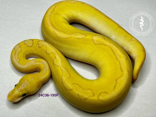 Firefly OD Enchi Lesser Clown Ball Python by John Chausmer Reptiles