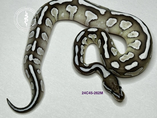 Axanthic (VPI) Lesser Ball Python by John Chausmer Reptiles