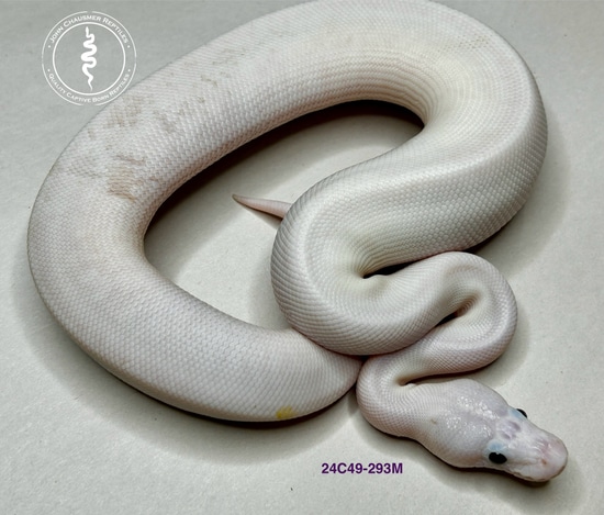 Super Fire Yellow Belly Asphalt Ball Python by John Chausmer Reptiles