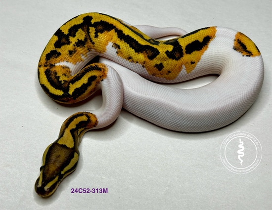 Fire Pied Het Hypo Ball Python by John Chausmer Reptiles