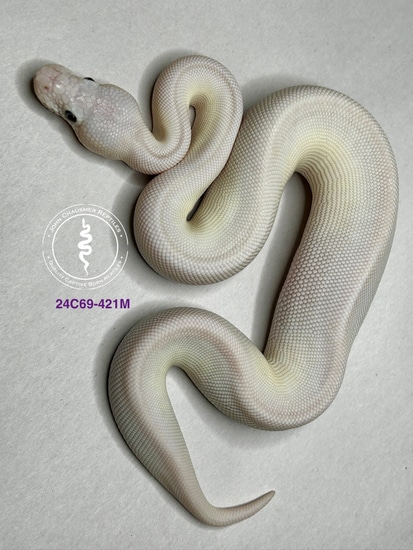 BEL Lesser / Mojave 24C69-421m Ball Python by John Chausmer Reptiles