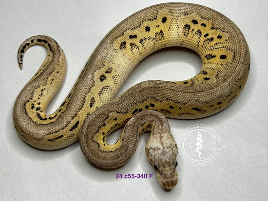 Black Pewter Clown Ball Python by John Chausmer Reptiles