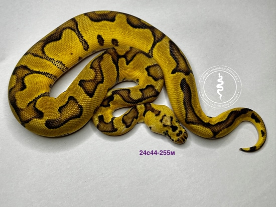 Firefly Enchi Clown Ball Python by John Chausmer Reptiles