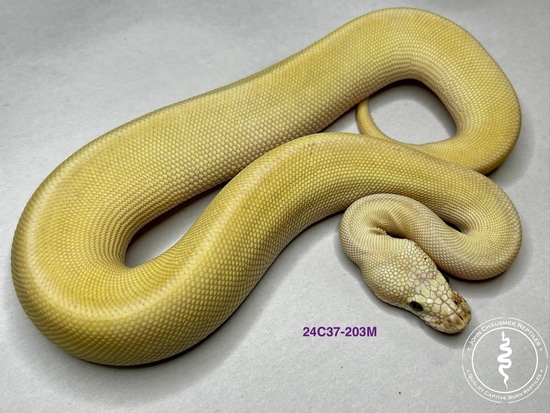 Vanilla Scream Lesser Leopard Pinstripe Spotnose Clown Ball Python by John Chausmer Reptiles