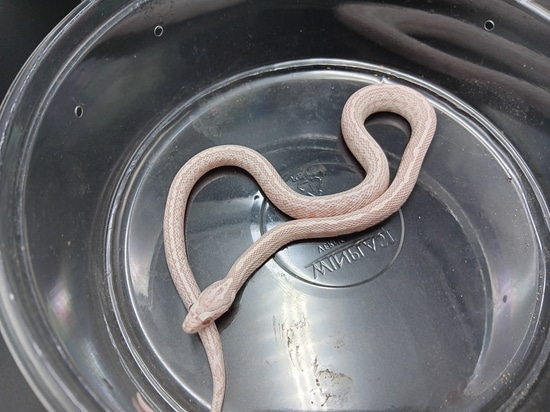 Snow Tessera Het Stripe Pos Het Motley Corn Snake by Wayward Exotics ...