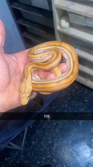 Orange Glow Genetic Stripe (White Carrier) Reticulated Python by ...