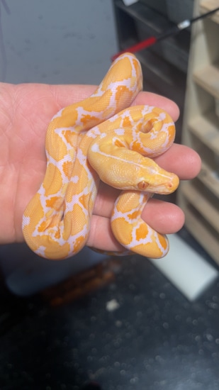 White Albino Reticulated Python by Modified reptiles