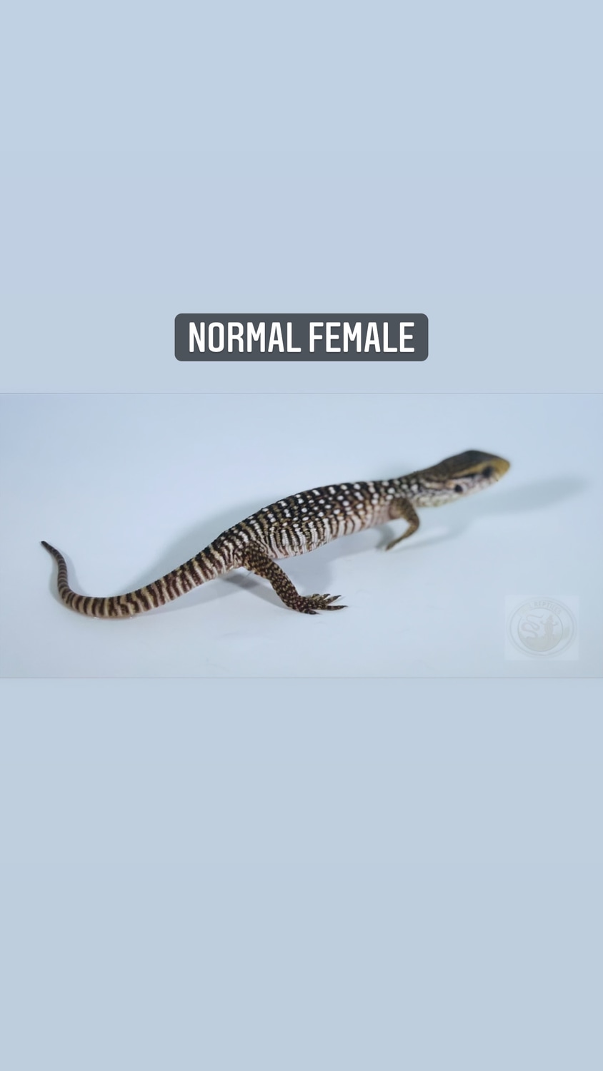 US Captive Bred And Born Savanna Monitors Savannah Monitor by ...