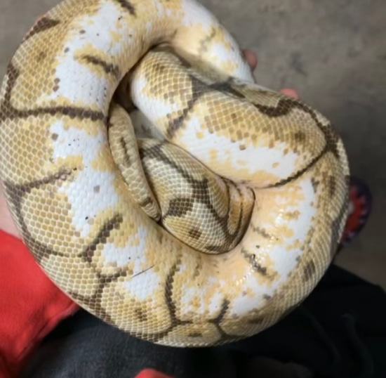 Female Killerbee Ball Python by Icey Exoticz