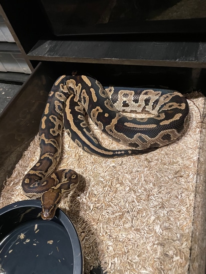 Angry Ball Ball Python by JustProducingRoyals