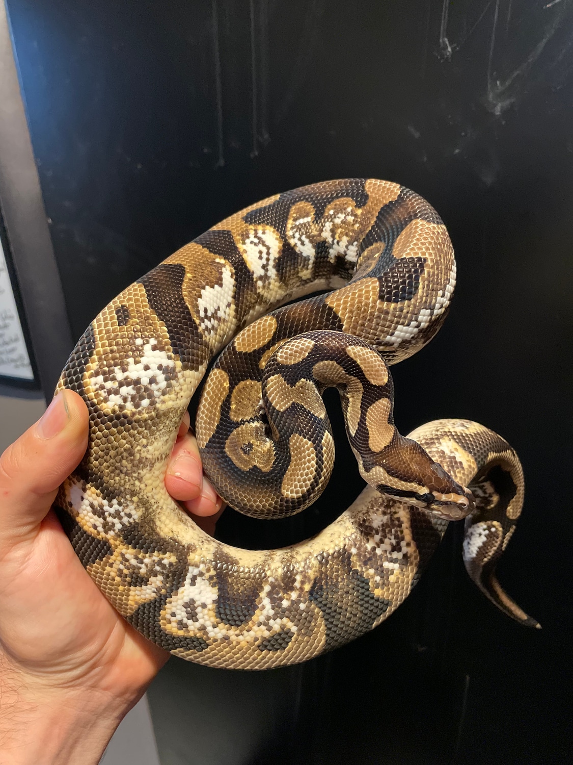 Calico Pos Enchi Ball Python by JustProducingRoyals - MorphMarket
