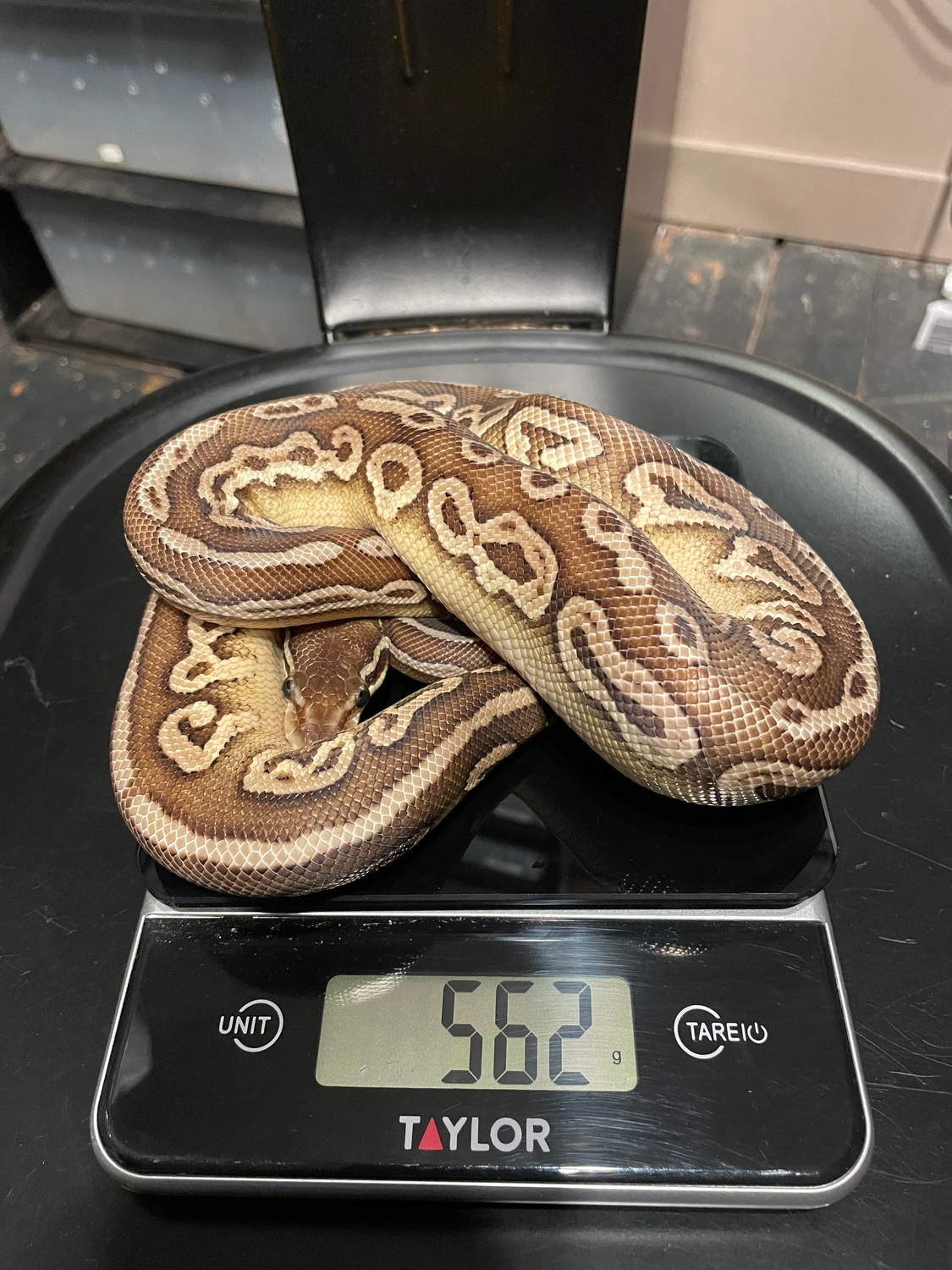 Black Pastel Fire/Vanilla Ball Python by JustProducingRoyals - MorphMarket