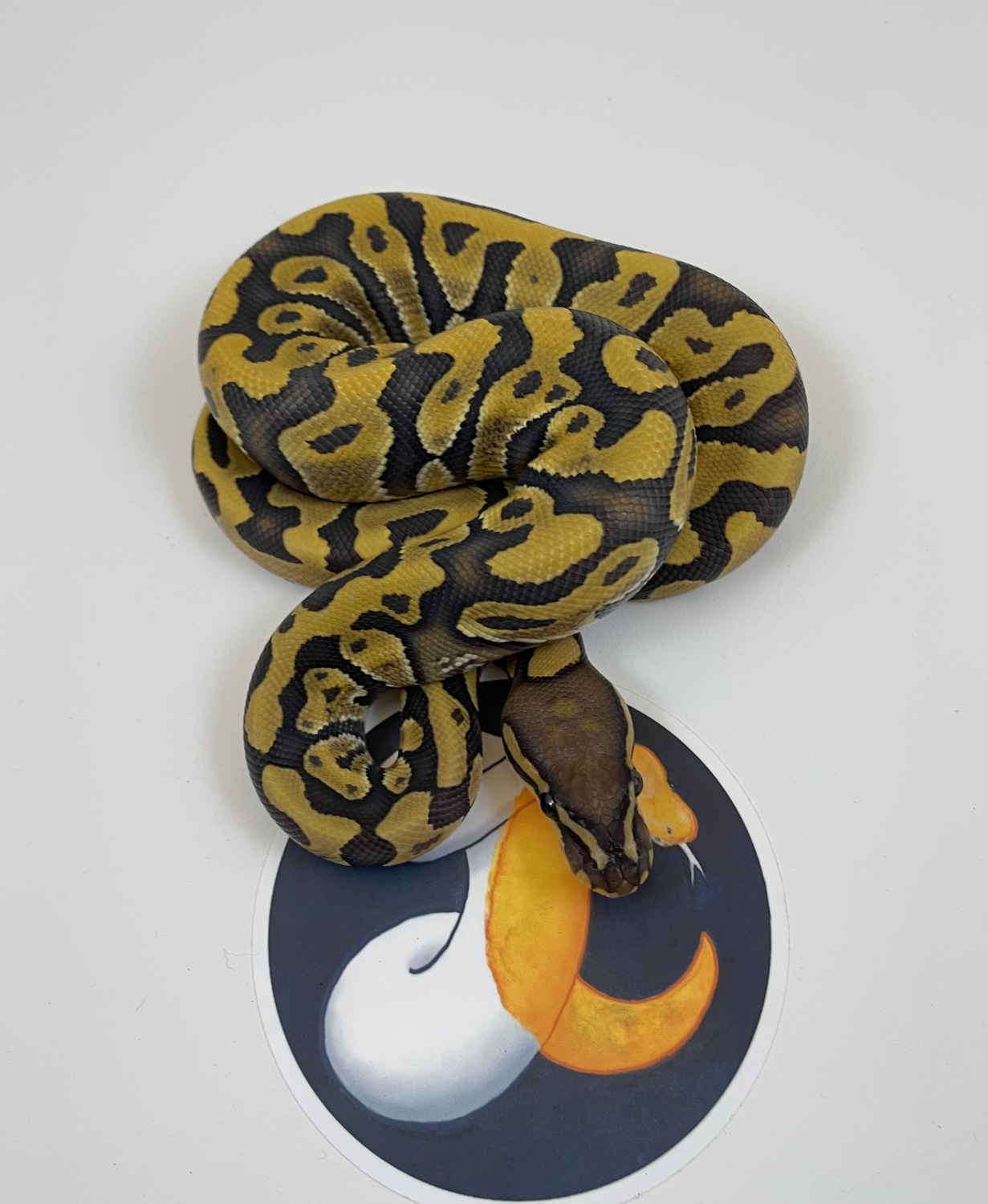 Hypo Ball Python by JC Pythons - MorphMarket