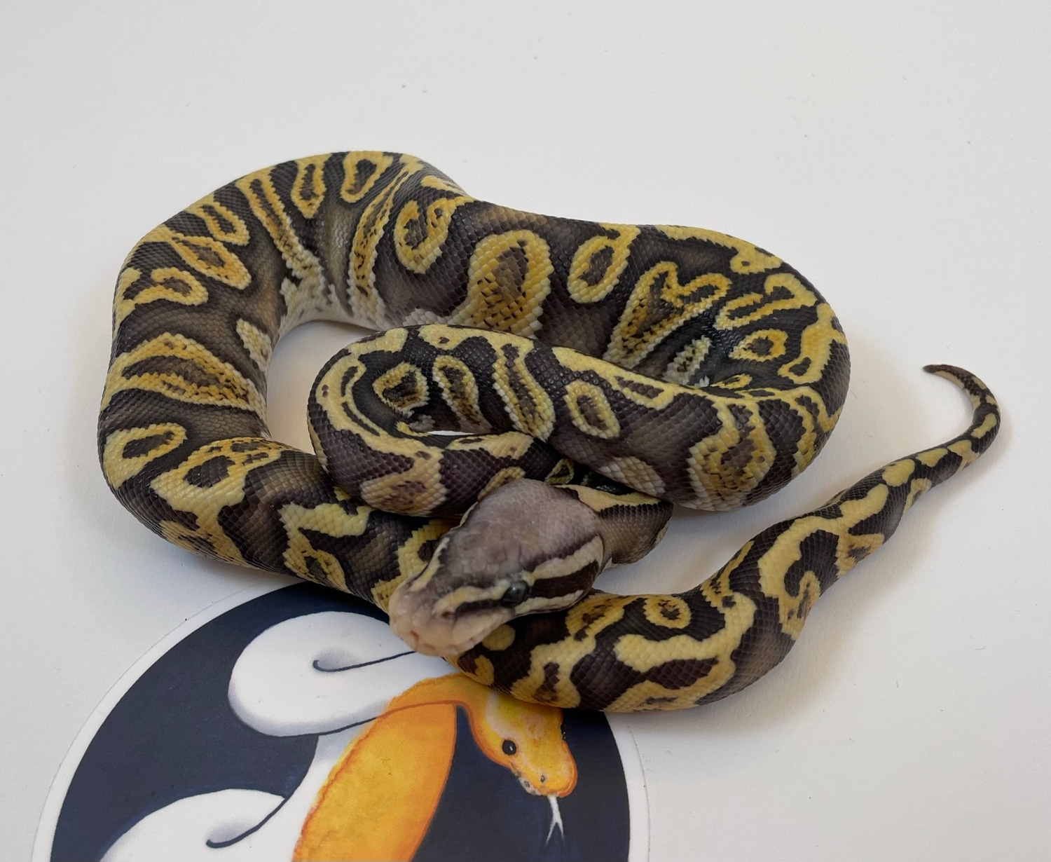 Pastel Hypo GHI Ball Python by JC Pythons - MorphMarket