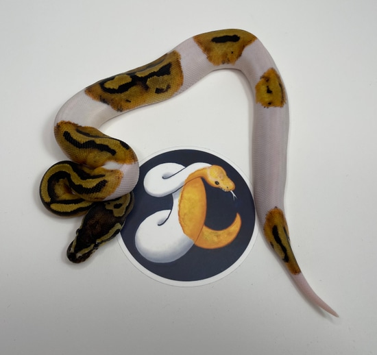 Pied Ball Python by JC Pythons
