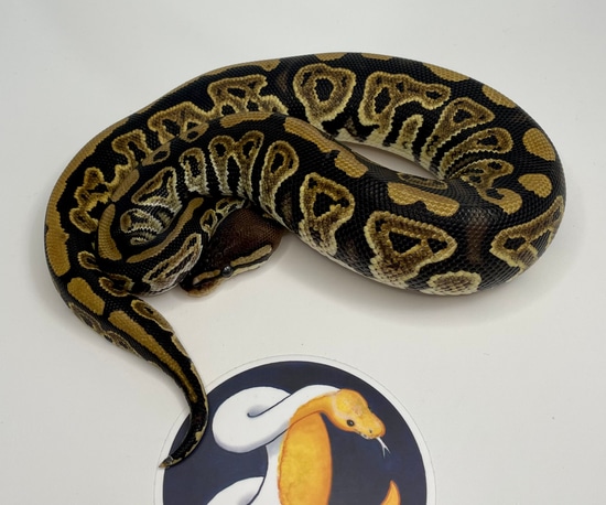 Black Pastel Het Pied Ball Python by JC Pythons