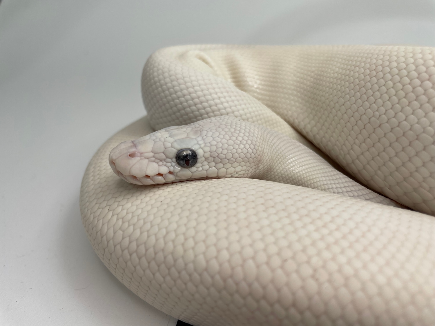 Super Lesser BEL Ball Python by JC Pythons - MorphMarket