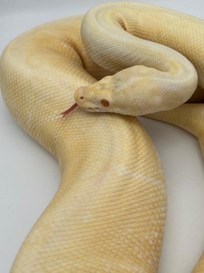 Albino Bumblebee Ball Python by US Snake Brokers