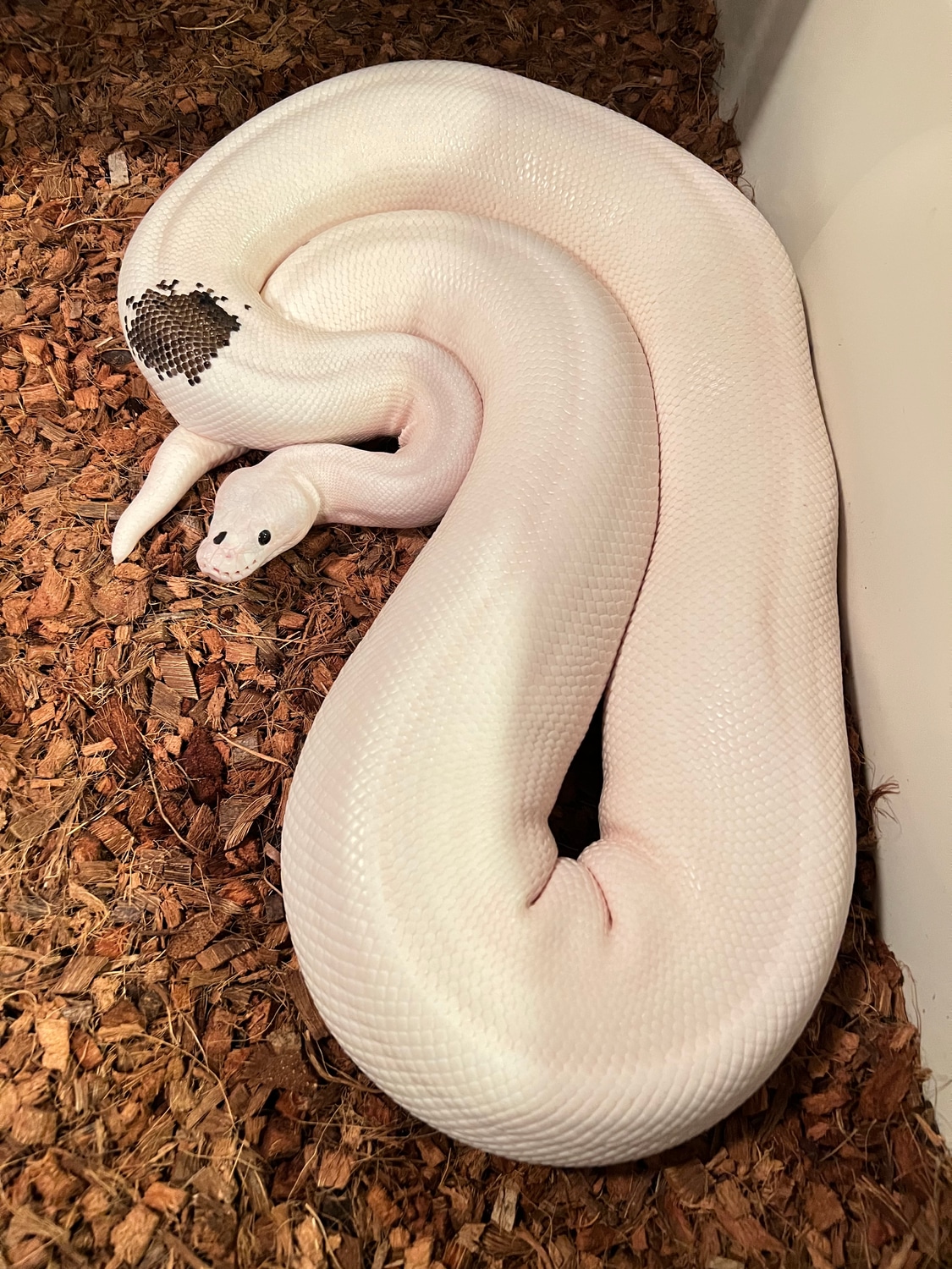 Fancy Spider Pied Ball Python by US Snake Brokers - MorphMarket