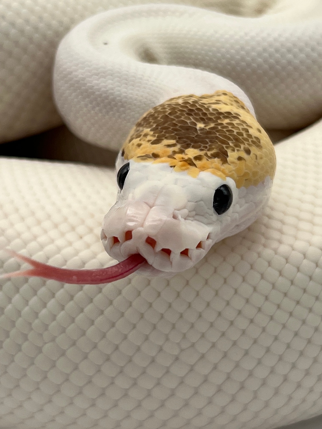 Spider Pied Ball Python by US Snake Brokers - MorphMarket