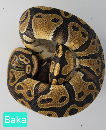 Normal Het Clown Ball Python by Connellys Chaotic Critters Breeder & Rescue