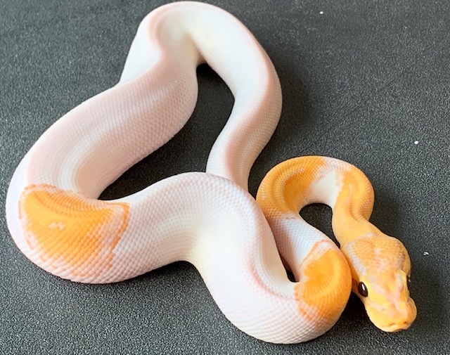 2020 Coral Glow Mojave Pied Male Ball Python by Sierra Serpents - MorphMarket
