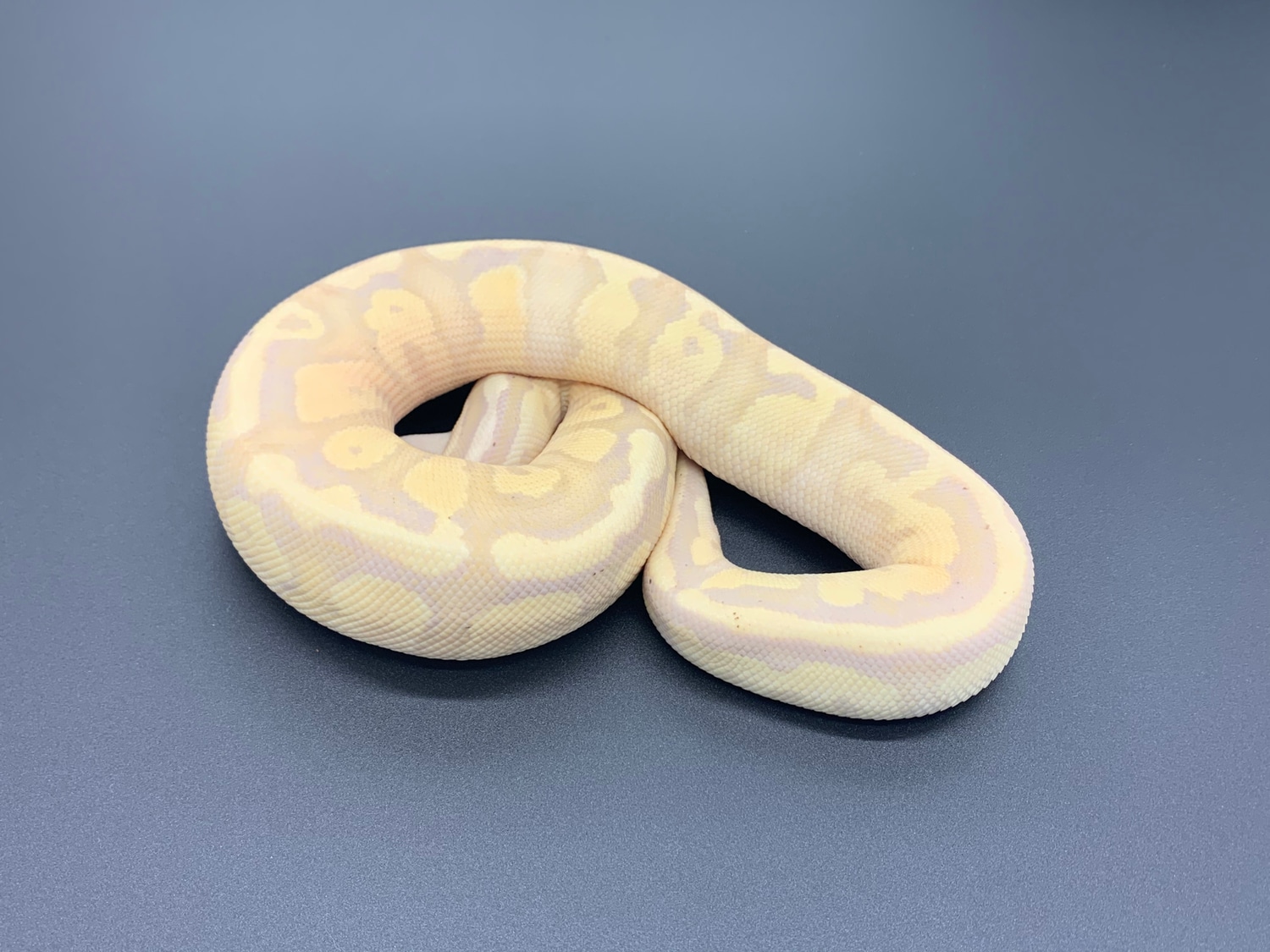 Firefly Coral Glow Calico Het Pied (‘21 Male) Ball Python by Cold ...
