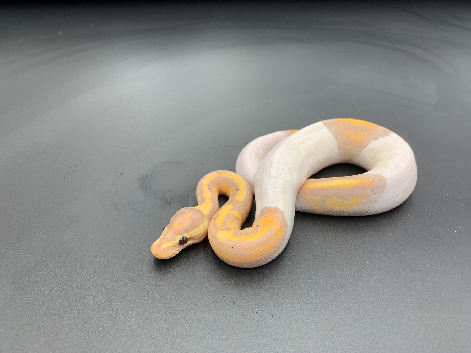 Coral Glow Pied Ball Python by Cold Blooded Creations - MorphMarket