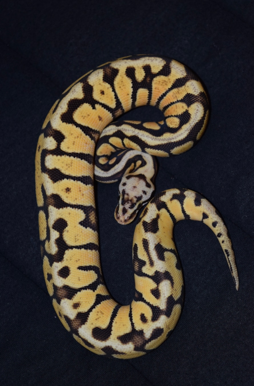 Orange Dream Pastel Spotnose Het Clown 50% Het Pied Ball Python by ...