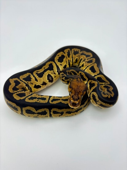 Grim Reaper Clown Ball Python by Averted Vision Reptiles