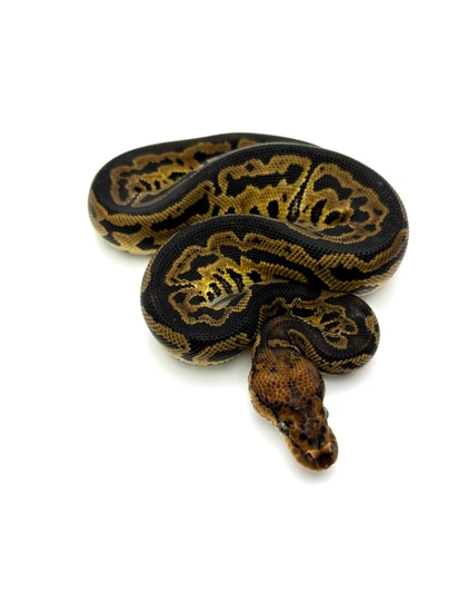 Grim Reaper Clown Ball Python by Averted Vision Reptiles