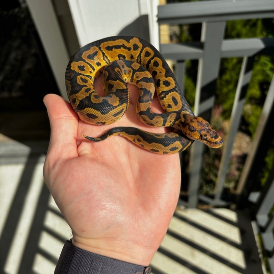 Grim Clown Ball Python by Averted Vision Reptiles