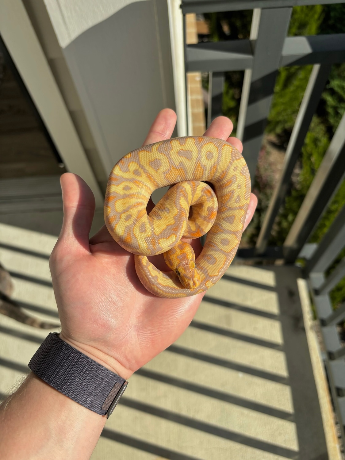 Banana Spotnose Yellow Belly Clown Ball Python by Averted Vision ...