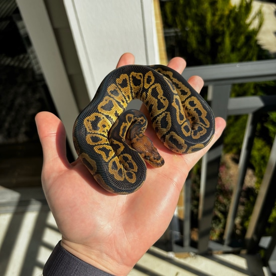 Grim Reaper Clown Ball Python by Averted Vision Reptiles