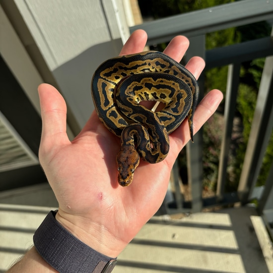 Grim Reaper Clown Ball Python by Averted Vision Reptiles