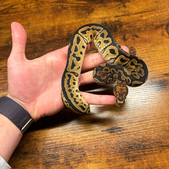 Grim Clown (Probable Reaper) Ball Python by Averted Vision Reptiles