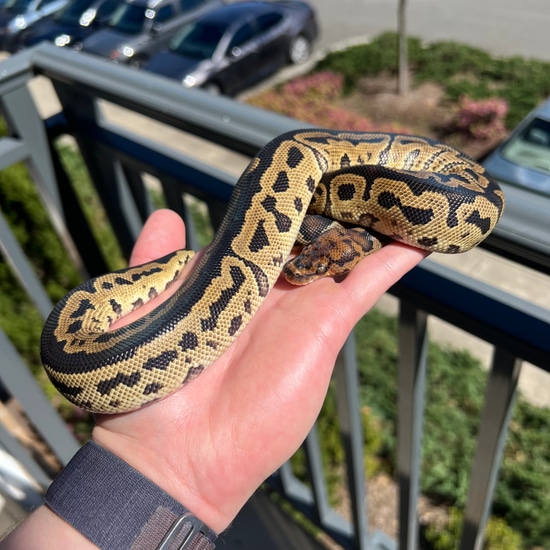 Grim Clown (Pos Reaper) Ball Python by Averted Vision Reptiles