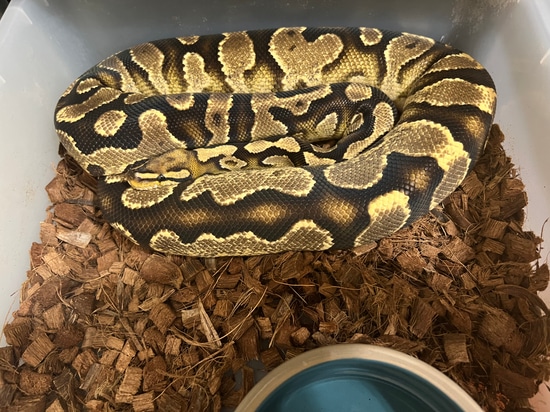 RTB Orange Dream Yellow Belly Vanilla Calico Ball Python by Averted ...