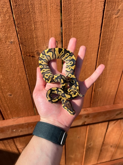 Confusion Jedi Yellow Belly Het Clown 50% Het Hypo Ball Python by ...