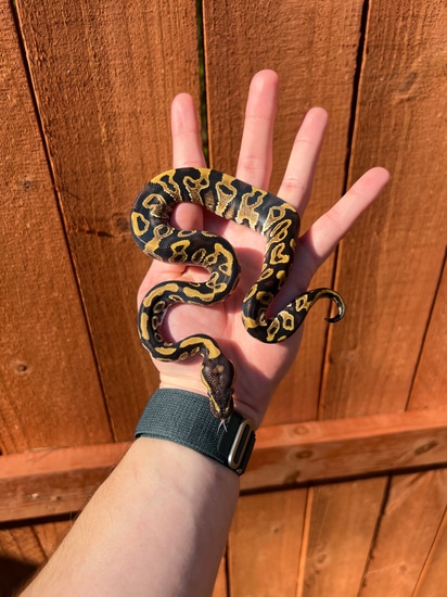 Confusion Jedi Het Clown 50% Het Hypo Ball Python by Averted Vision ...