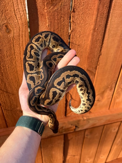 Grim Reaper Clown - Breeder Ready Ball Python by Averted Vision Reptiles