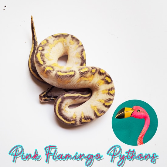 Pastel Highway Ball Python by Pink Flamingo Pythons